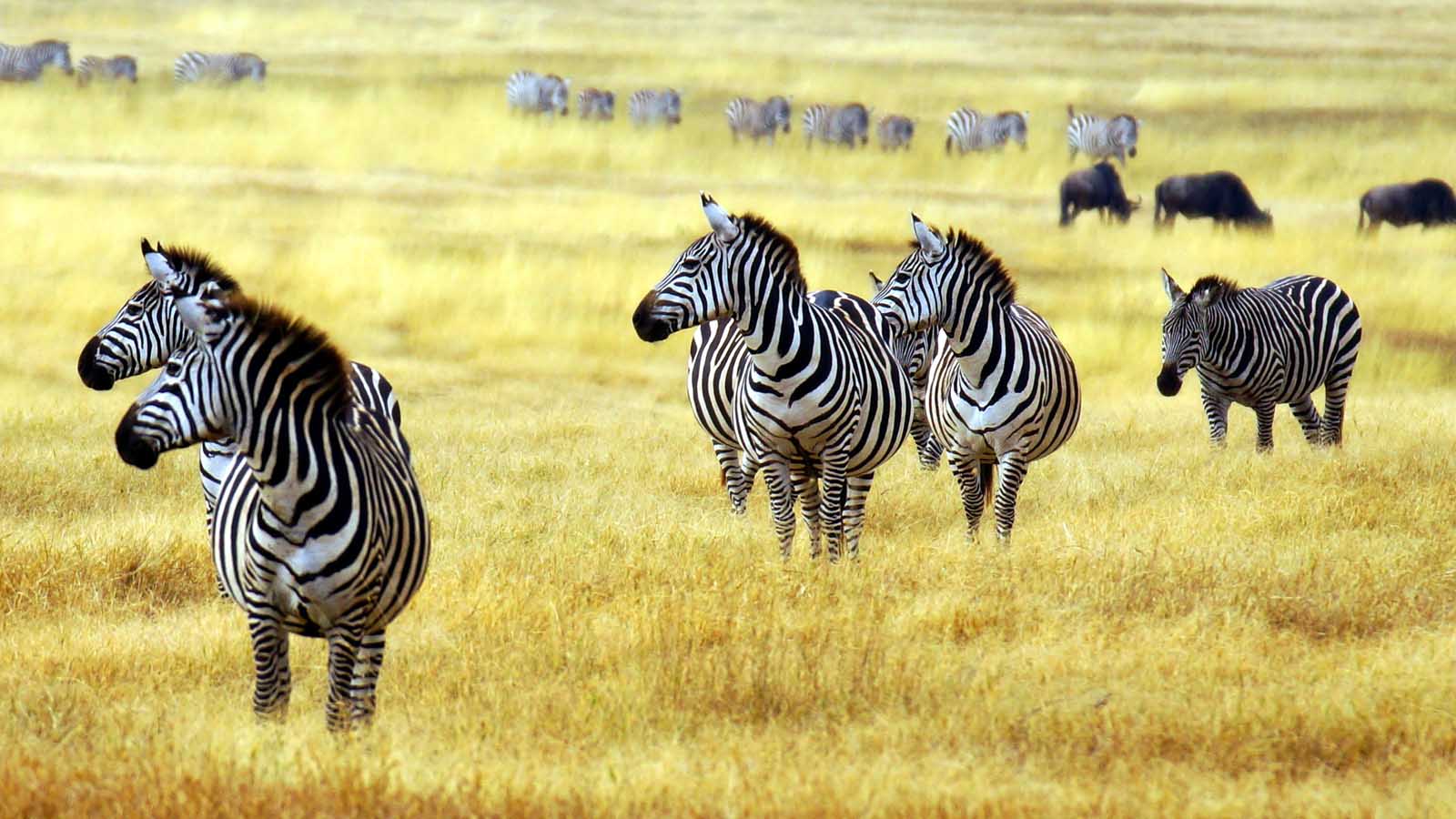 Kenya Central Plateau | Safaris to Laipikia & the Central Highlands