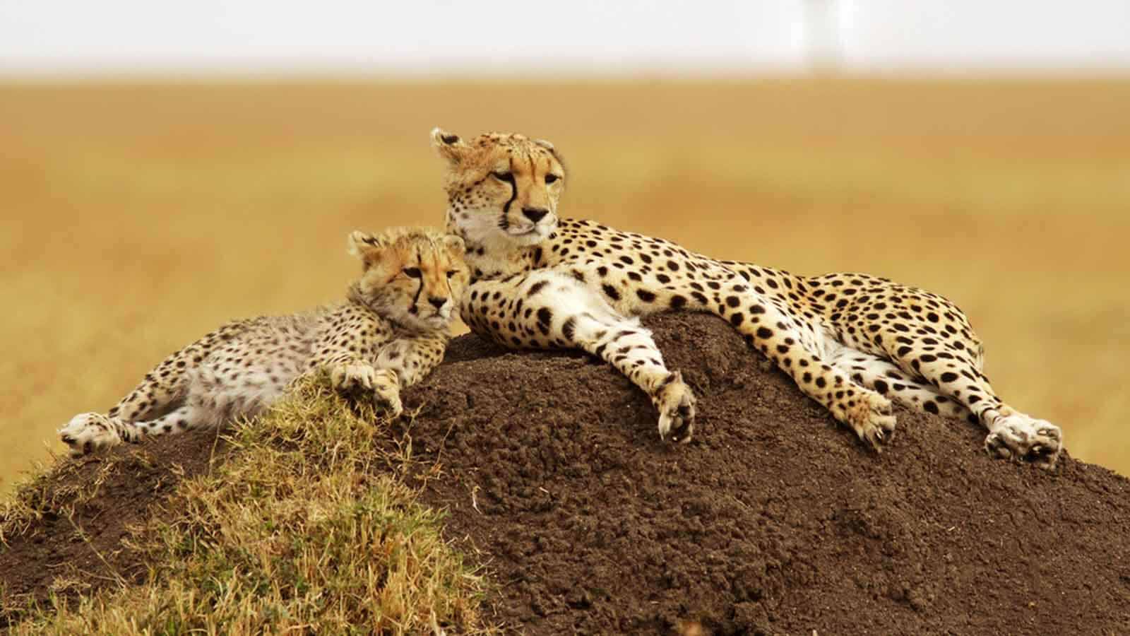 Best Places to find Cheetah on safari in Africa