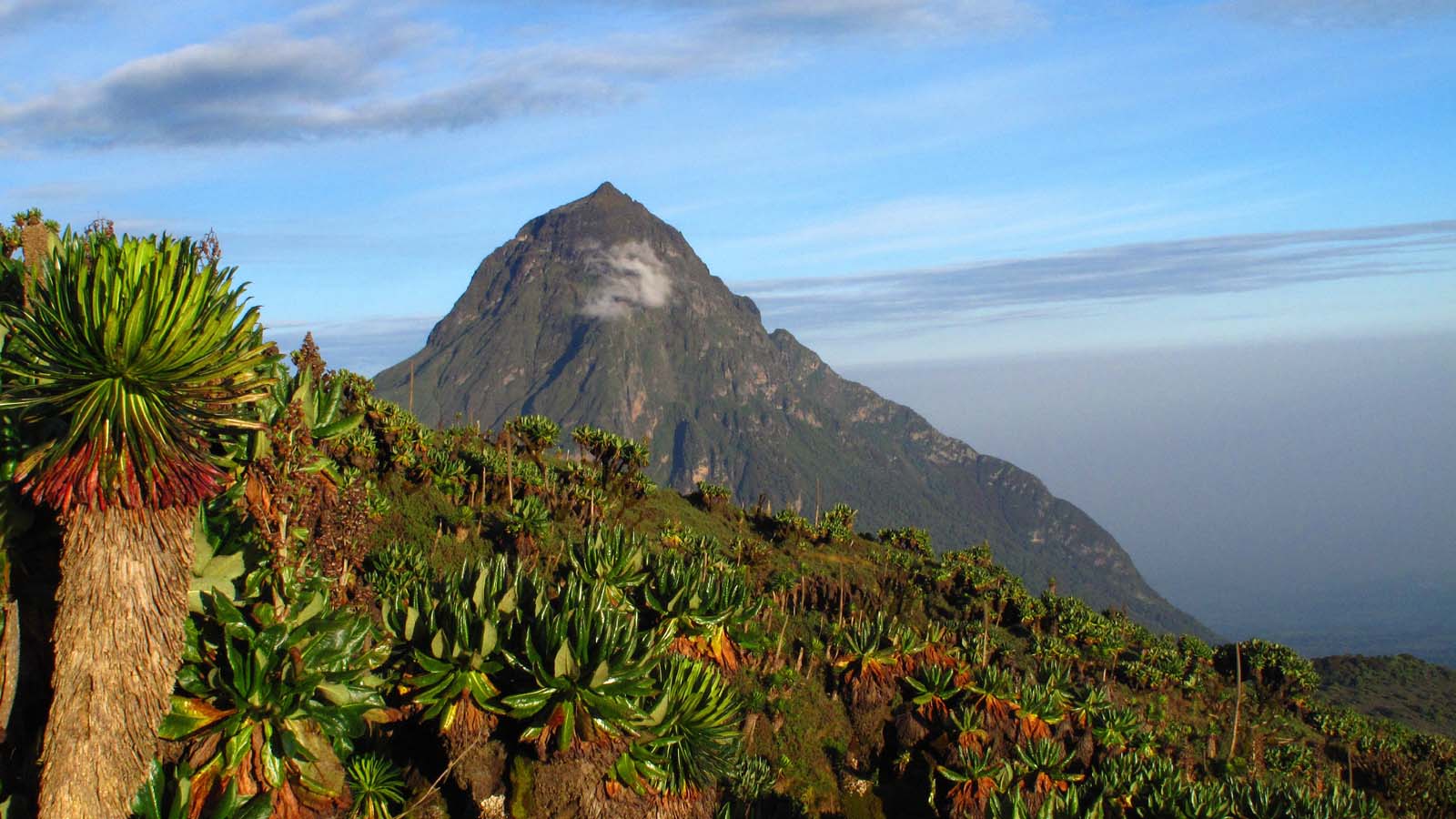 Rwanda Holidays| Rwanda Gorilla Safaris | Africa Odyssey