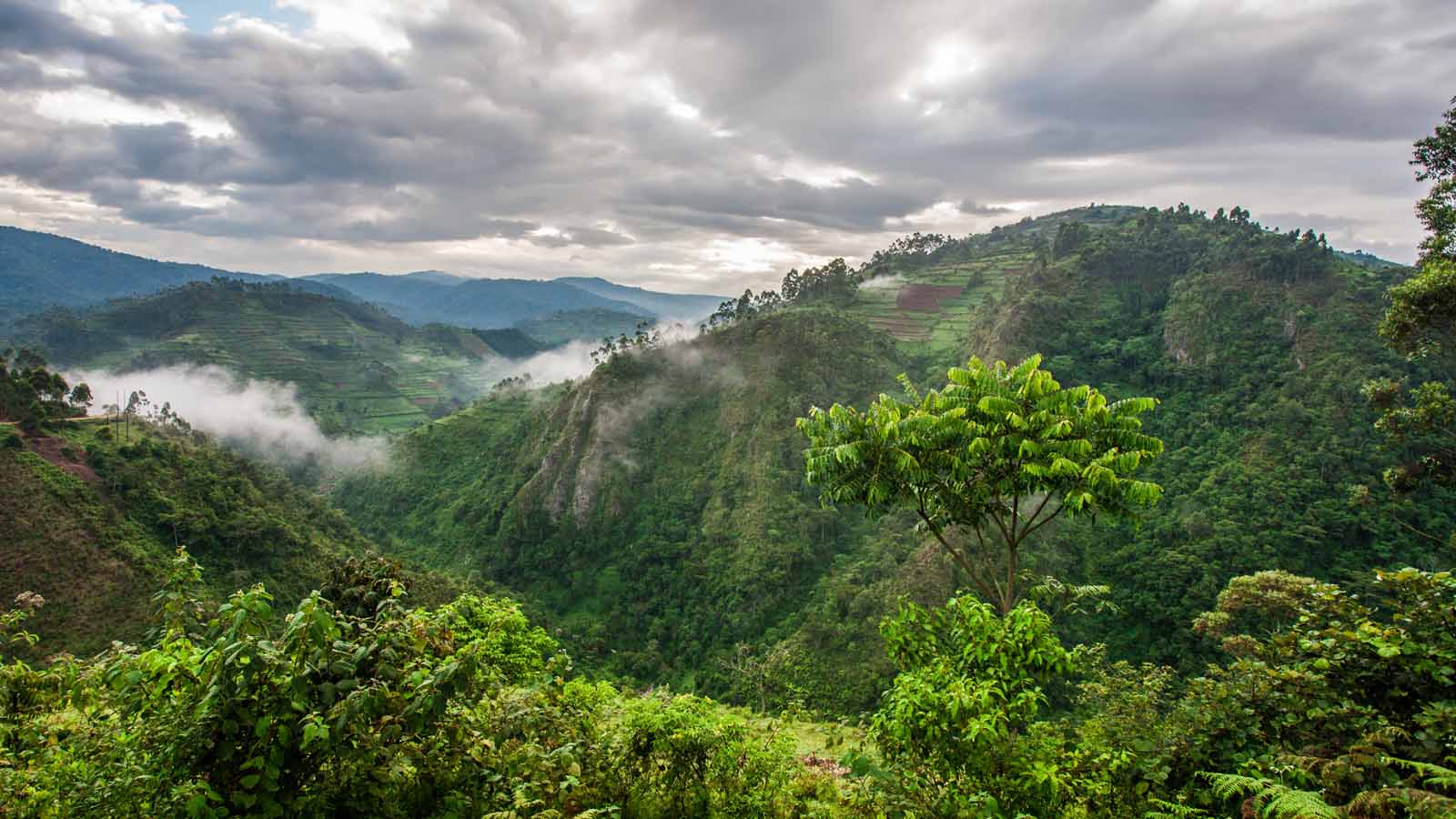 Rwanda Holidays| Rwanda Gorilla Safaris | Africa Odyssey