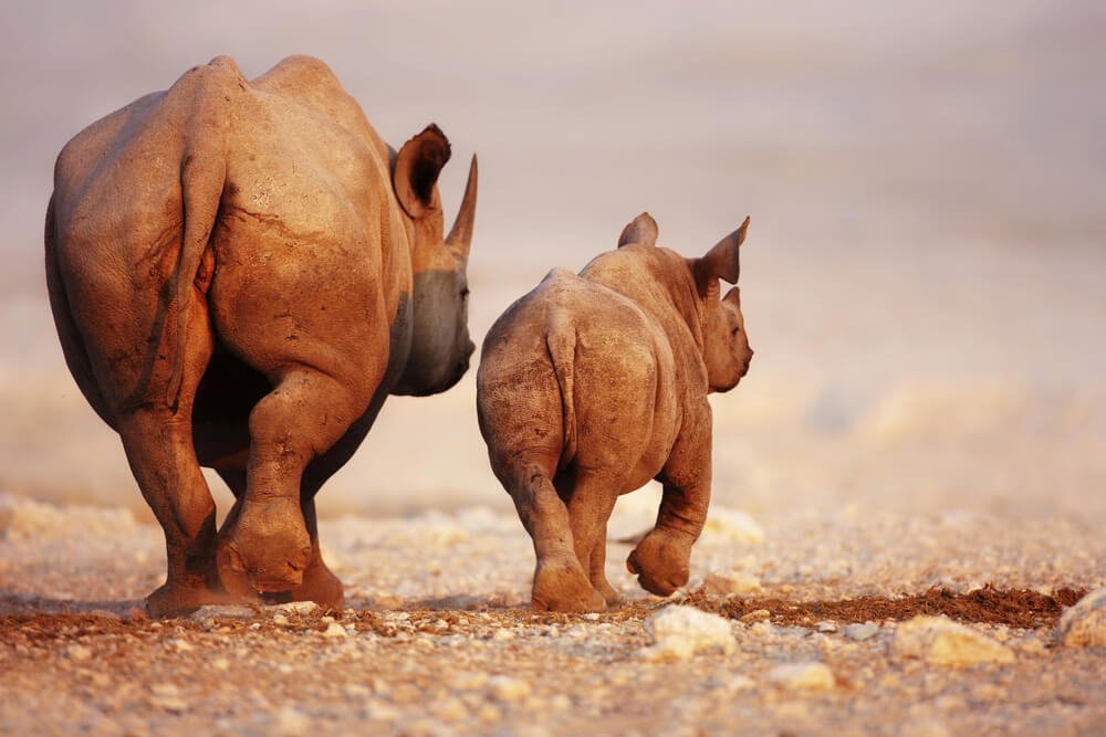 Safari Holidays | African Safaris Tours & Vacations | Africa Odyssey