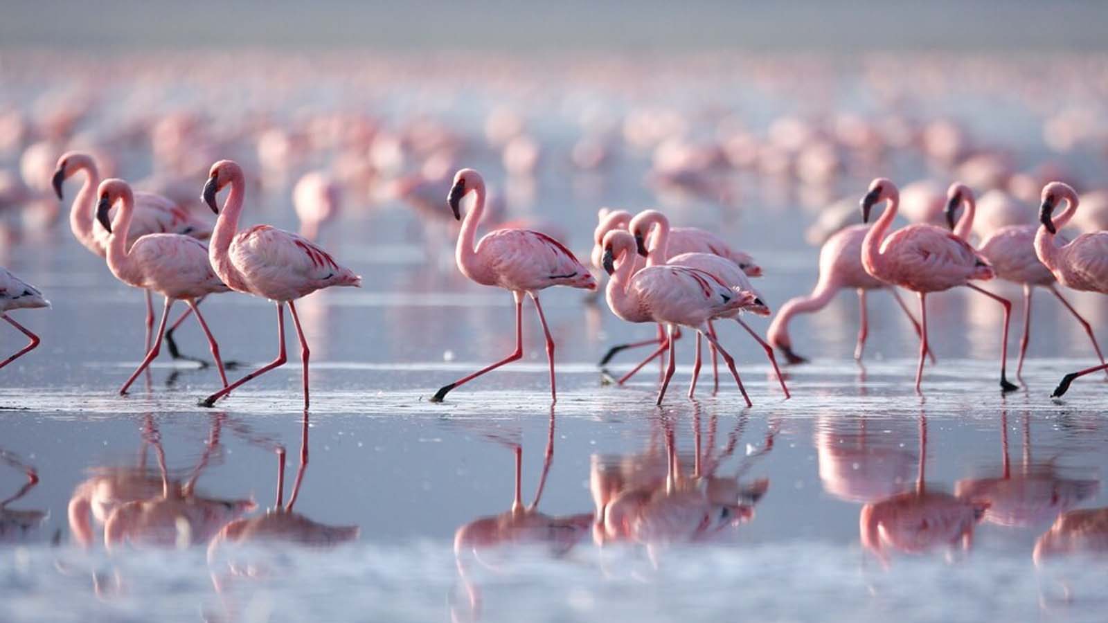 Safari Holidays | African Safaris Tours & Vacations | Africa Odyssey