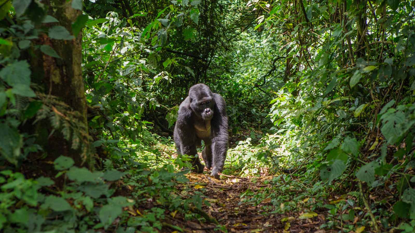 Bwindi Impenetrable National Park | Uganda | Africa Odyssey