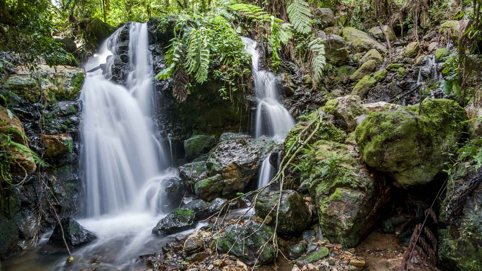 Bwindi Impenetrable National Park | Uganda | Africa Odyssey