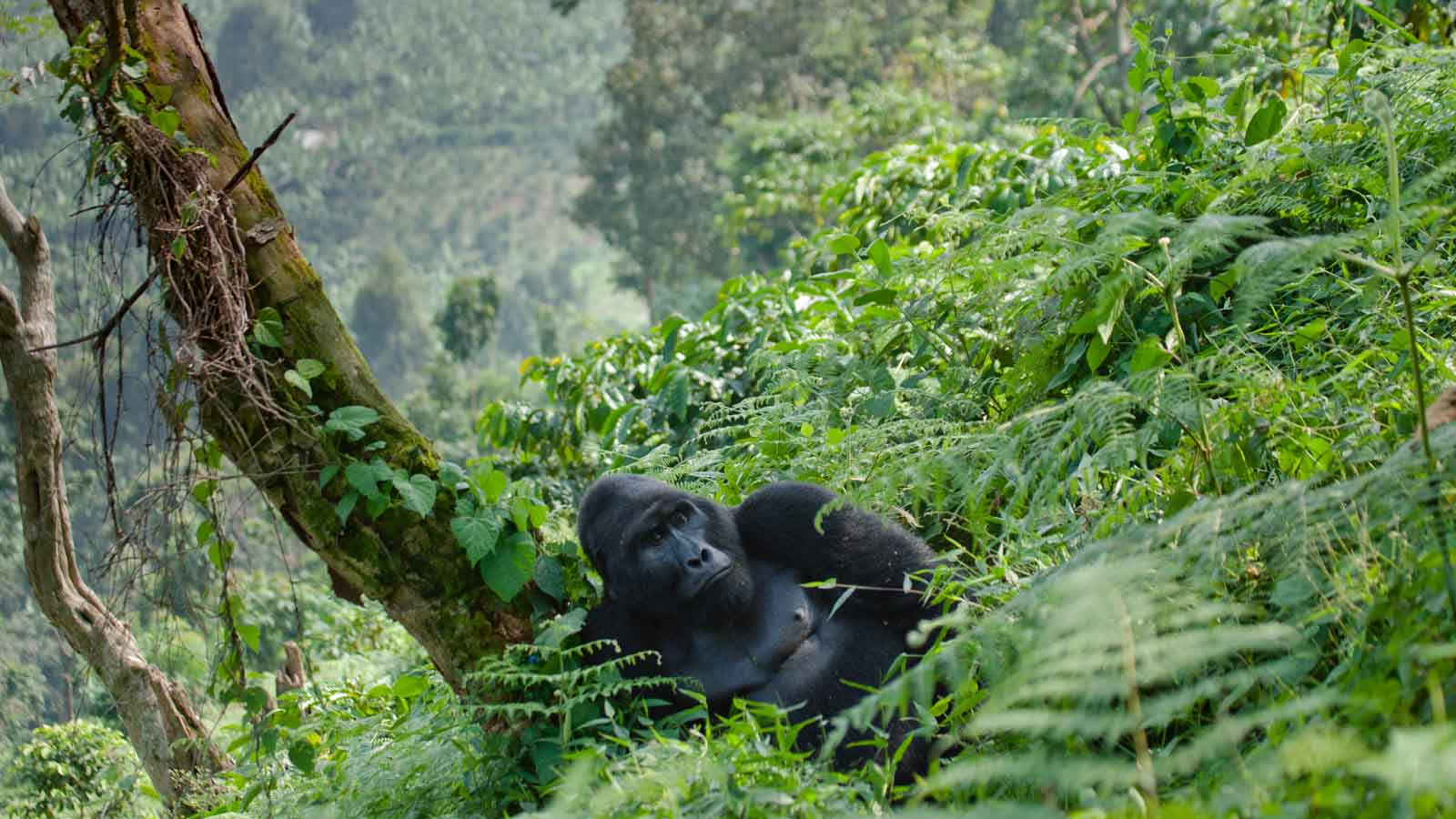 Bwindi Impenetrable National Park | Uganda | Africa Odyssey