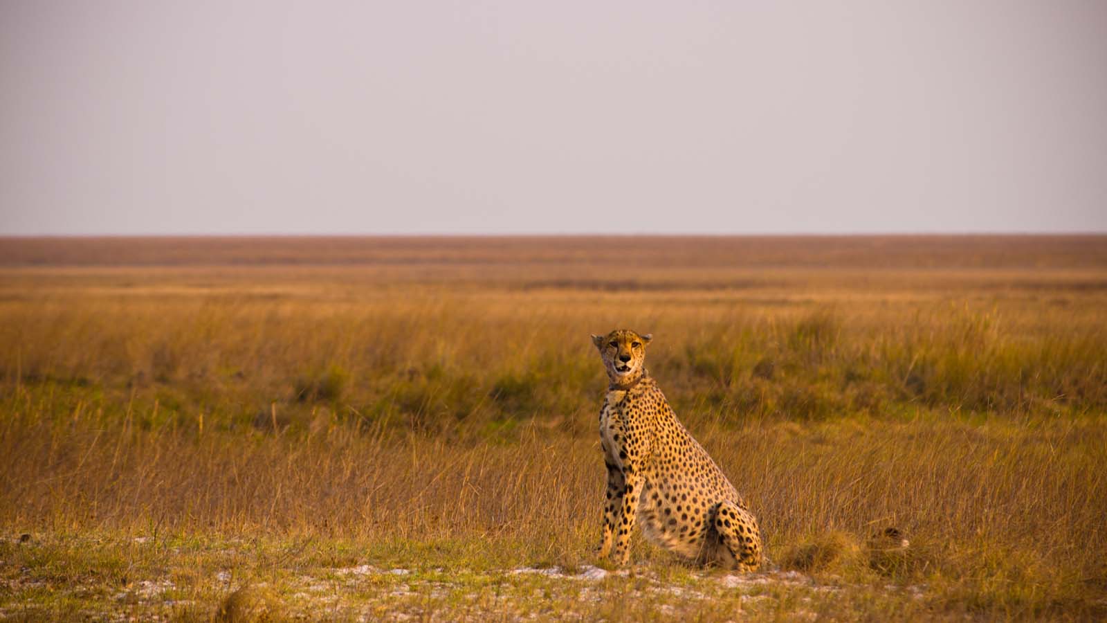 Liuwa Plains | Zambia Safaris | Africa Odyssey