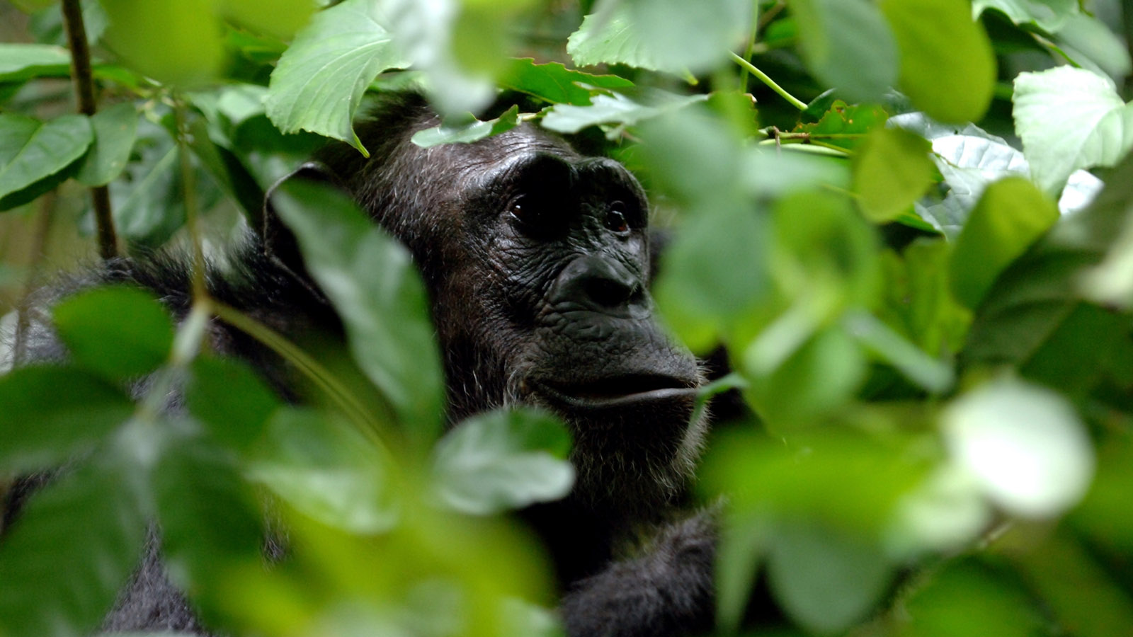 Mahale National Park | Chimp Safaris | Tanzania Odyssey