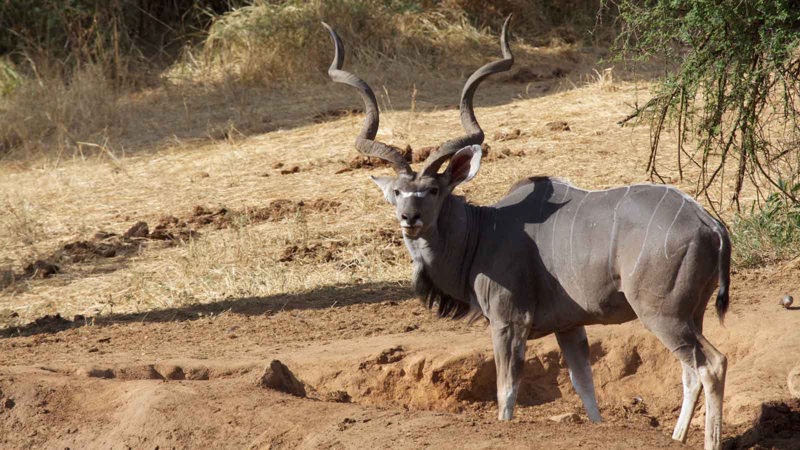 Matthews Range | Kenya Safari Holidays | Africa Odyssey