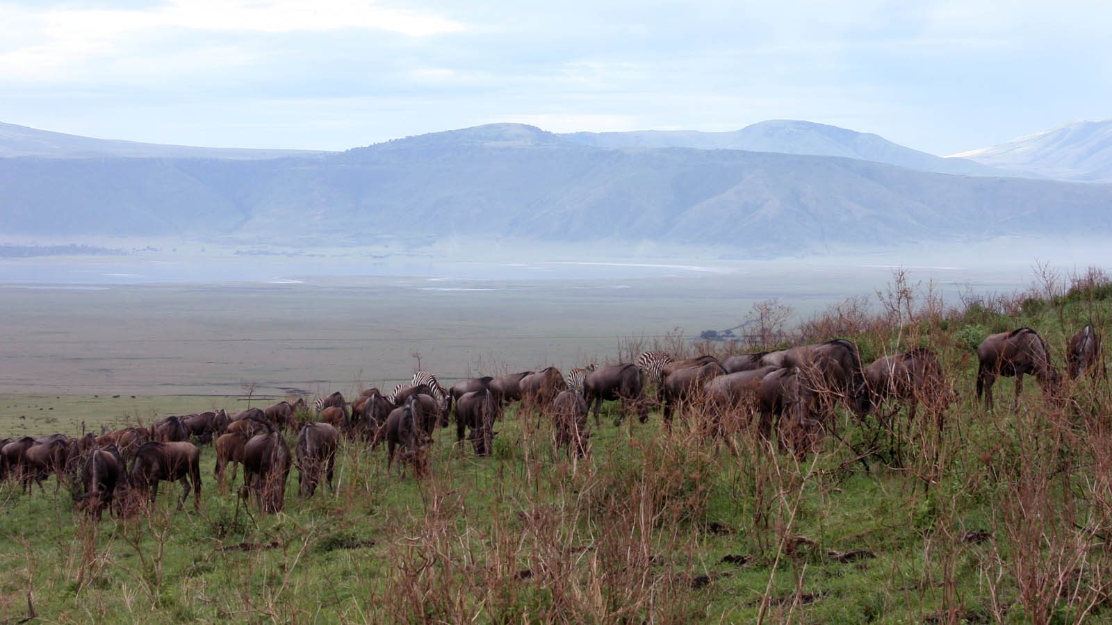 Ngorongoro Crater Safari | Ngorongoro Safaris | Tanzania Odyssey