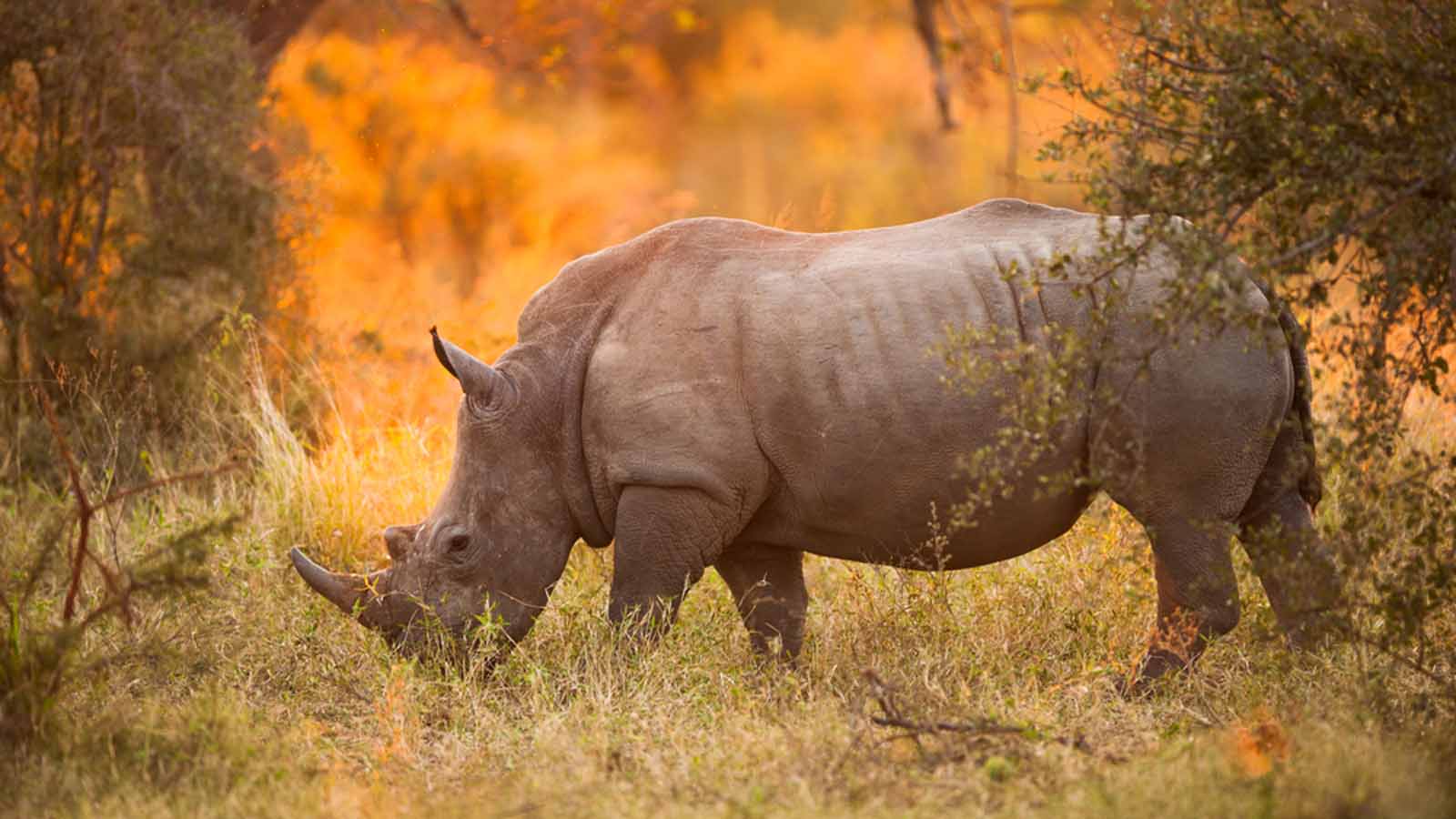 South Africa Game Reserves and Private Reserves | Africa Odyssey