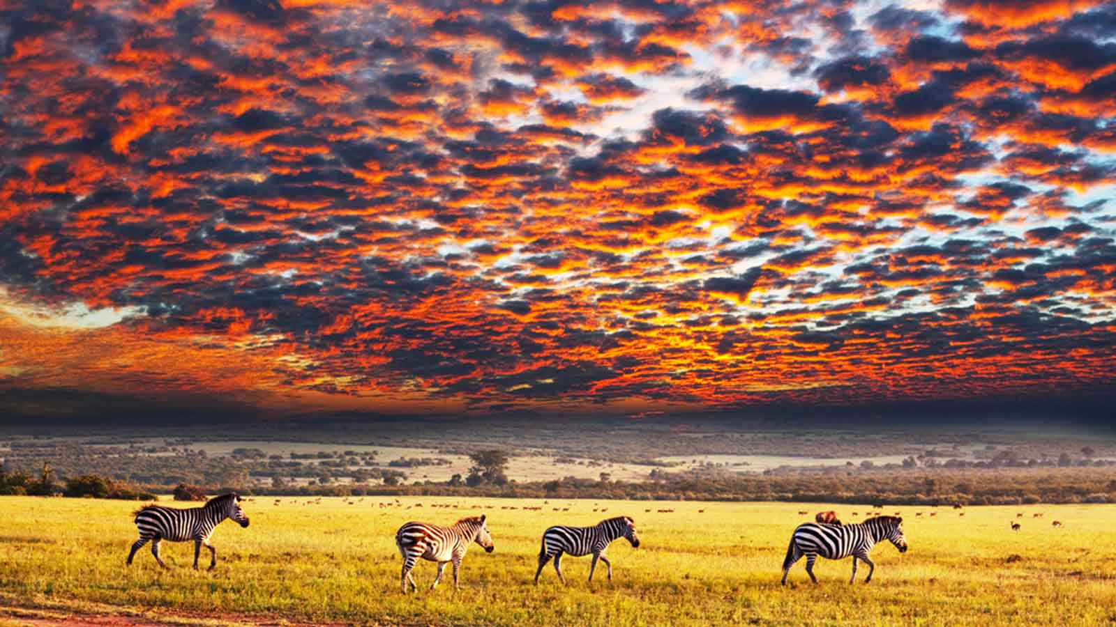 South Africa Game Reserves and Private Reserves | Africa Odyssey