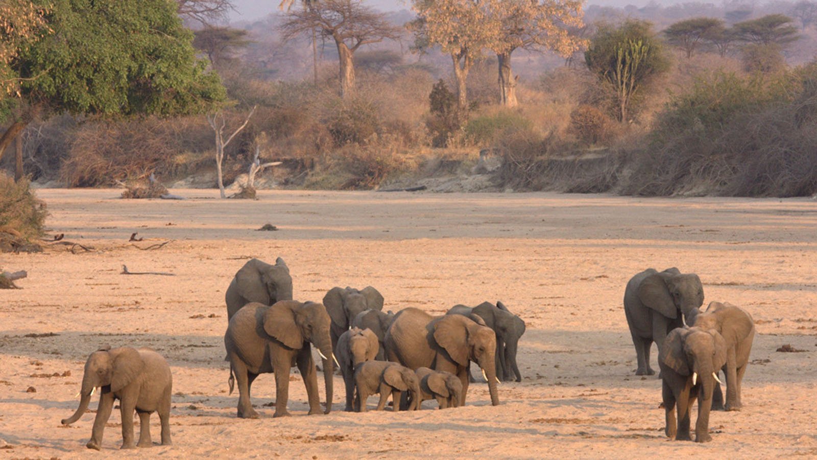 Ruaha National Park | Ruaha Safaris | Tanzania Odyssey