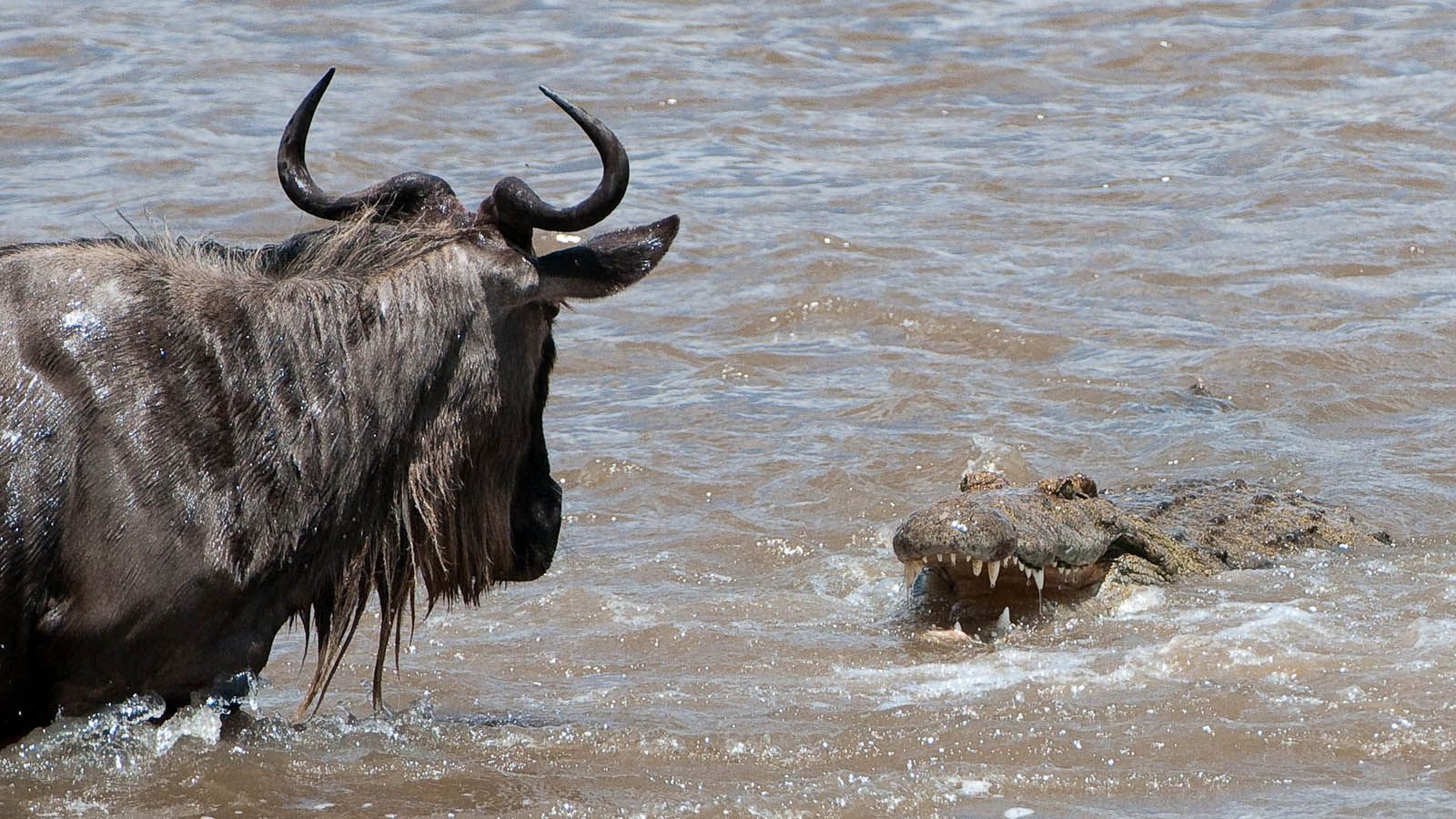 Wildebeest Migration | Great Migration Serengeti | Tanzania