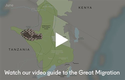 Wildebeest Migration | Great Migration Serengeti | Tanzania